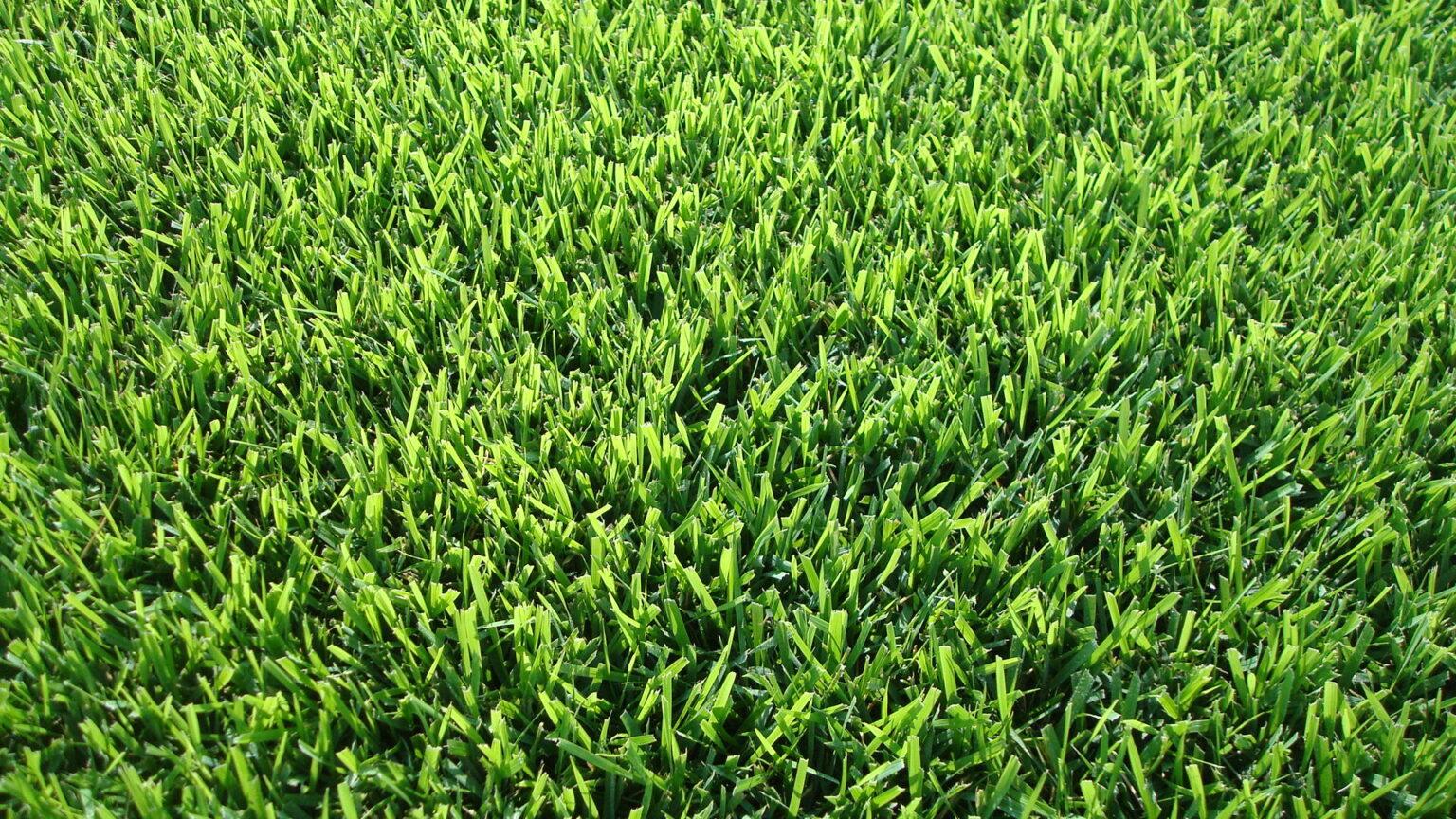 The greatest quality turf at the best prices in Dallas | LTI Turf Sales