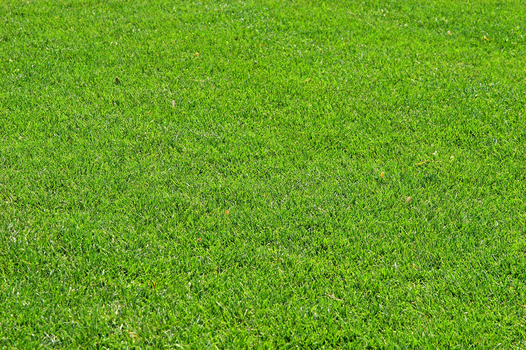 The greatest quality turf at the best prices in Dallas | LTI Turf Sales
