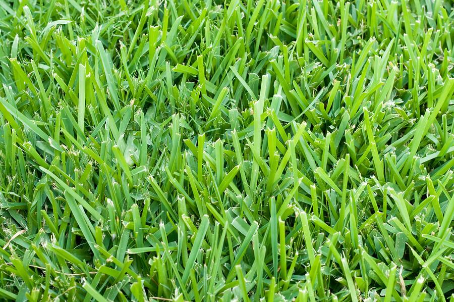 The greatest quality turf at the best prices in Dallas | LTI Turf Sales